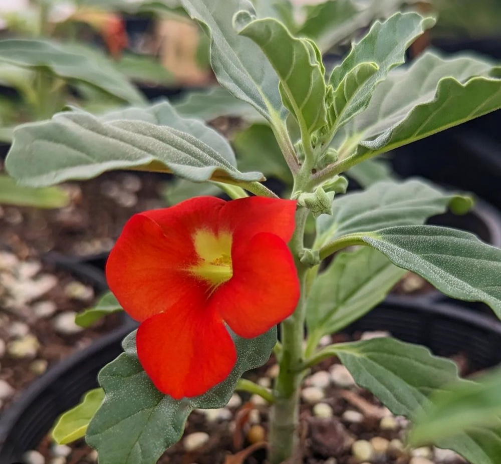 Nidus Botanics | Rare Plants Online Australia